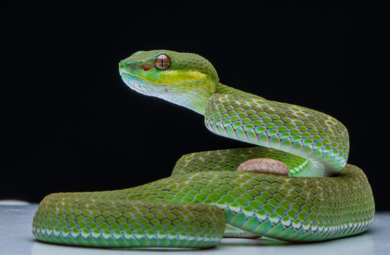 The Symbolism of Turkmen Jewelry - Getnamenecklace Blog